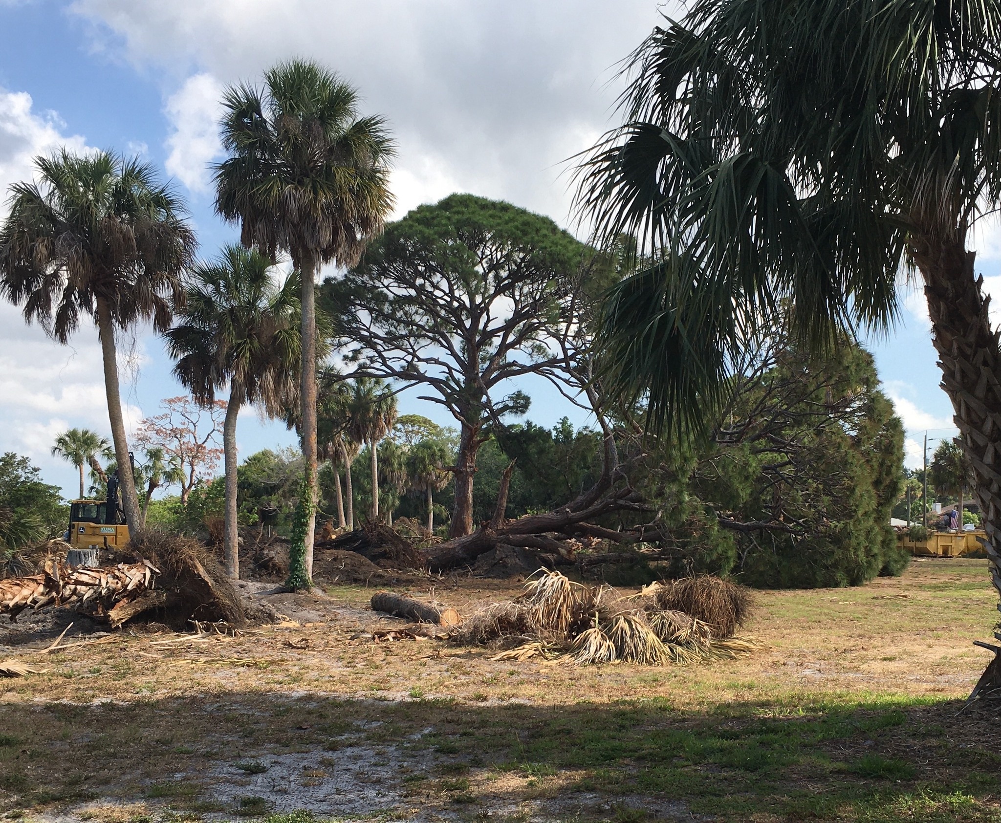 New College resumes cutting big trees this morning, despite city's ...